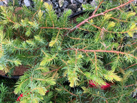 Buy Juniperus rigida conferta 'All Gold' Golden Shore Juniper — Mr ...