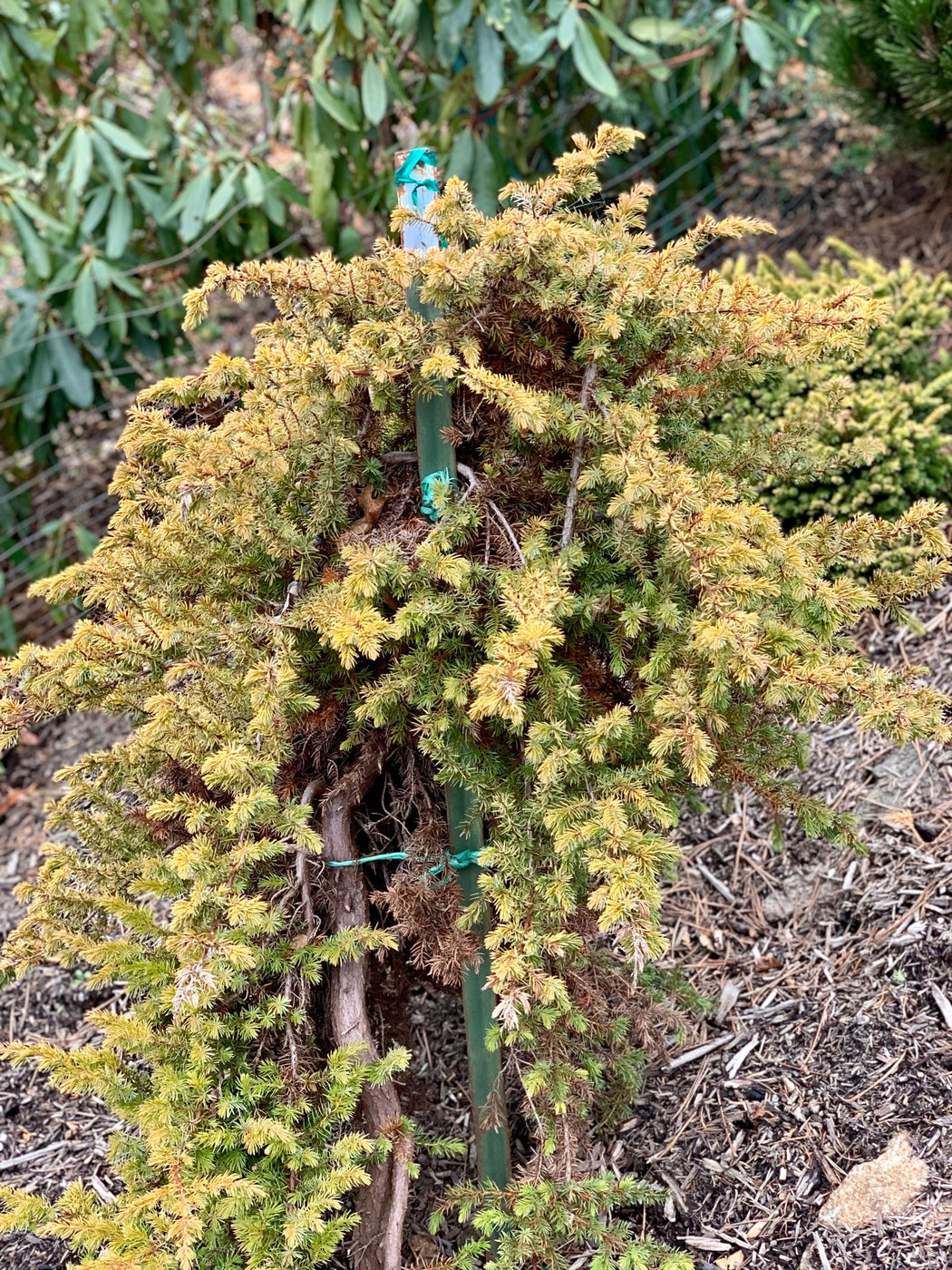 Buy Juniperus rigida conferta 'All Gold' Golden Shore Juniper — Mr ...