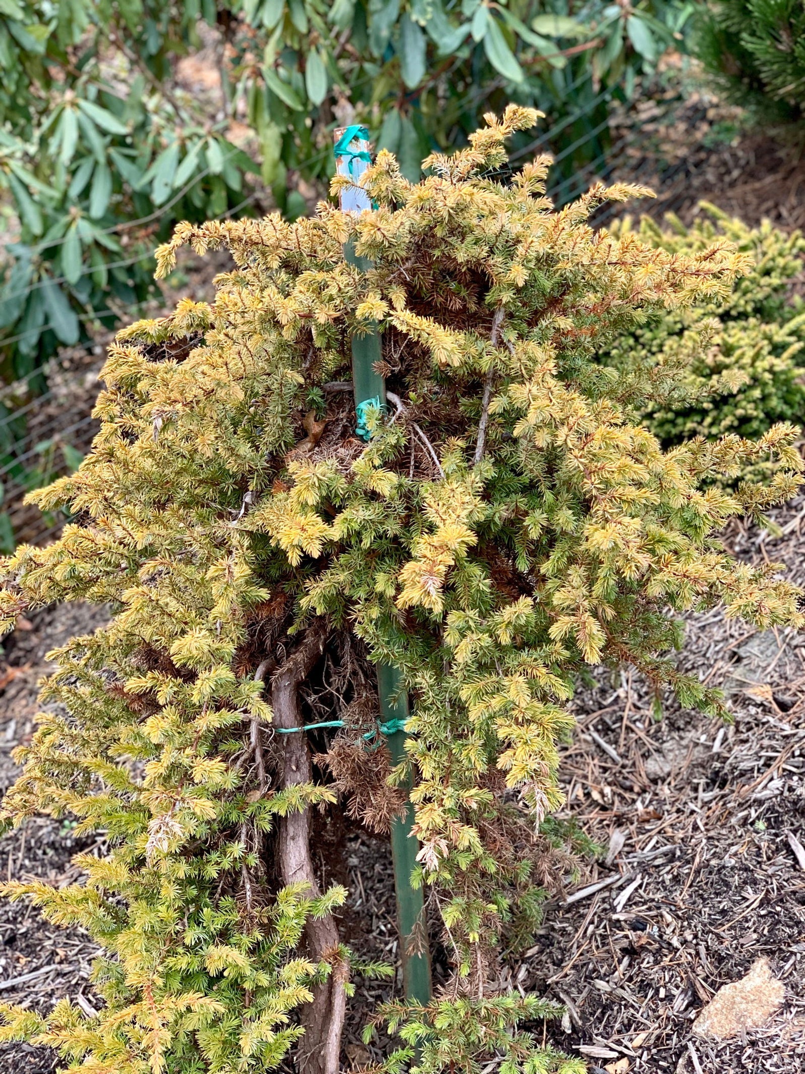 Buy Juniperus rigida conferta 'All Gold' Golden Shore Juniper — Mr ...