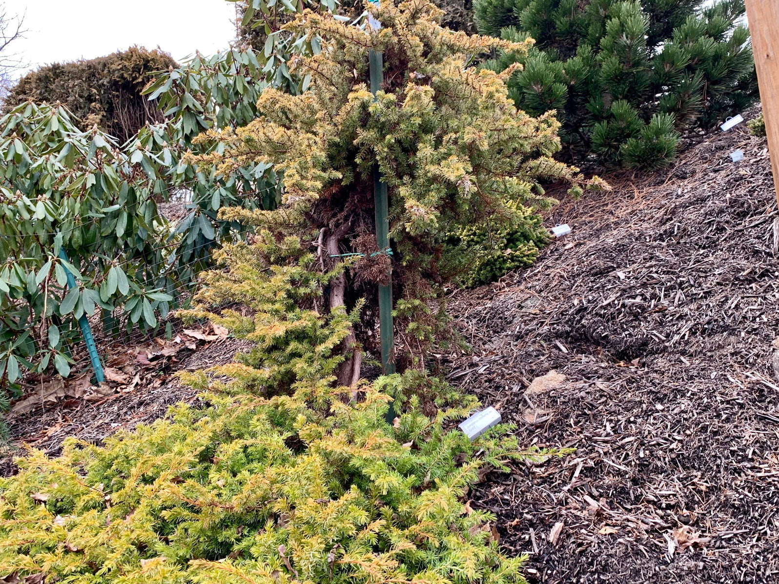 Buy Juniperus rigida conferta 'All Gold' Golden Shore Juniper — Mr ...