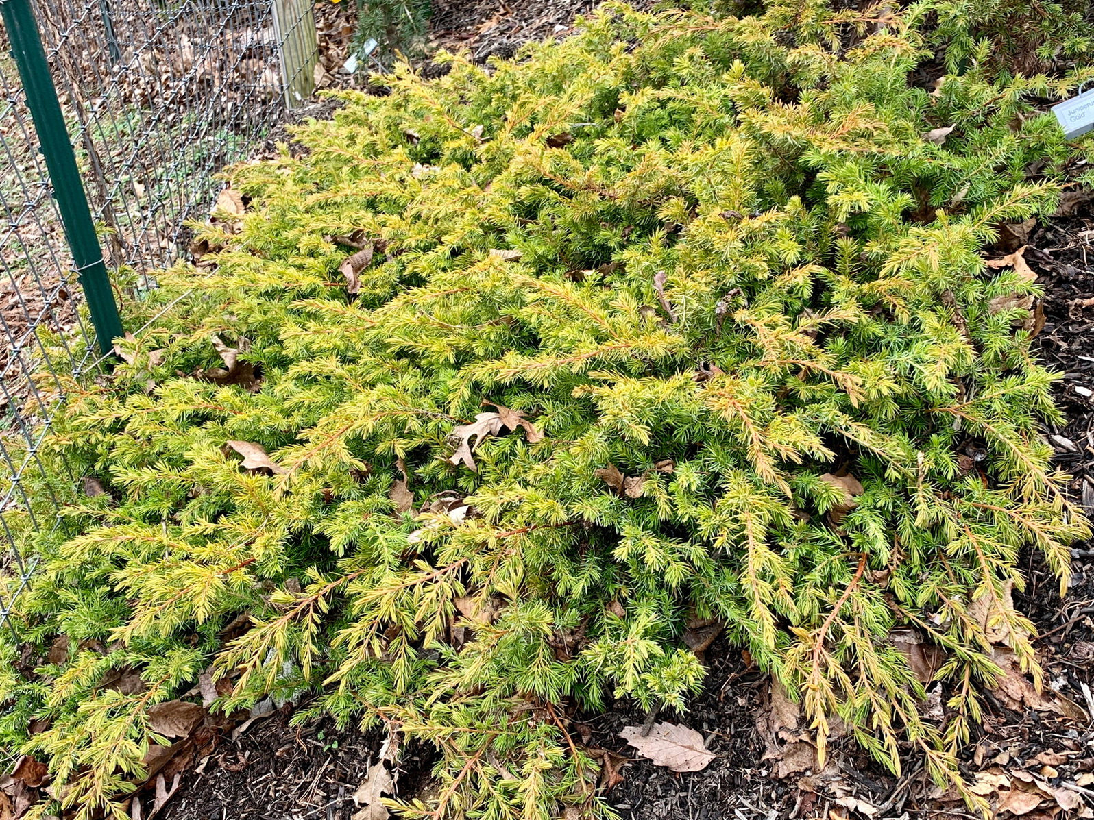 Buy Juniperus rigida conferta 'All Gold' Golden Shore Juniper — Mr ...