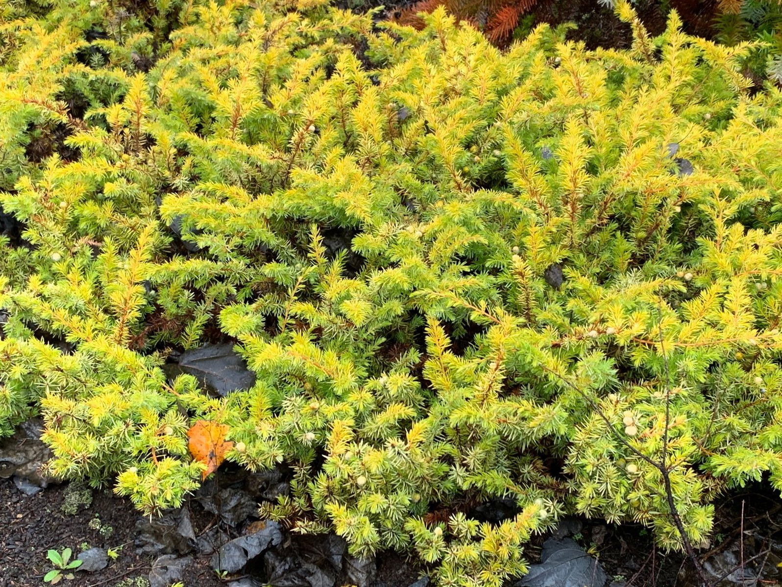 Buy Juniperus rigida conferta 'All Gold' Golden Shore Juniper — Mr ...