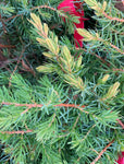 Buy Juniperus rigida conferta 'All Gold' Golden Shore Juniper — Mr ...