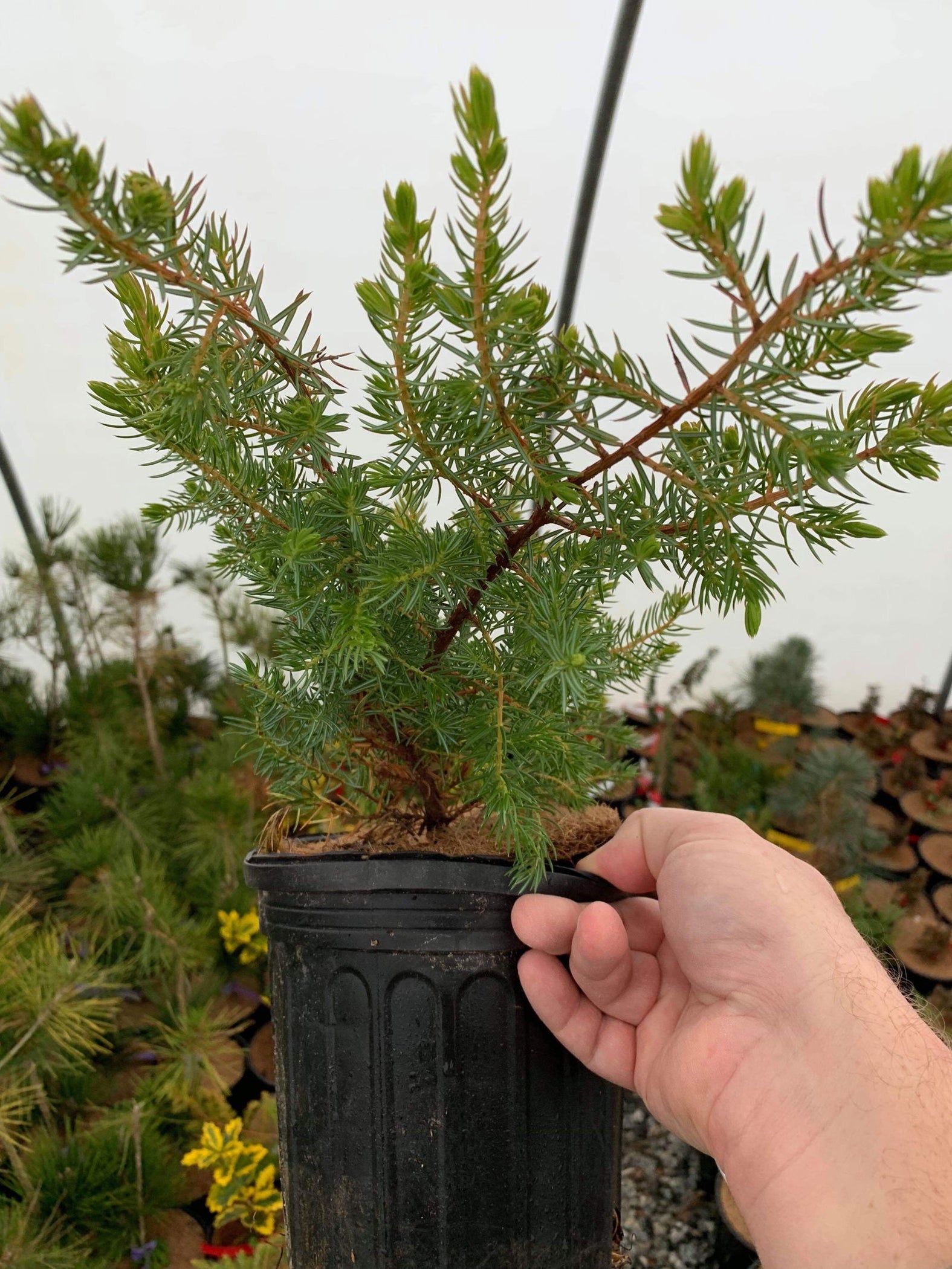 Buy Juniperus rigida conferta 'All Gold' Golden Shore Juniper — Mr ...