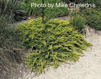 Buy Juniperus rigida conferta 'All Gold' Golden Shore Juniper — Mr ...