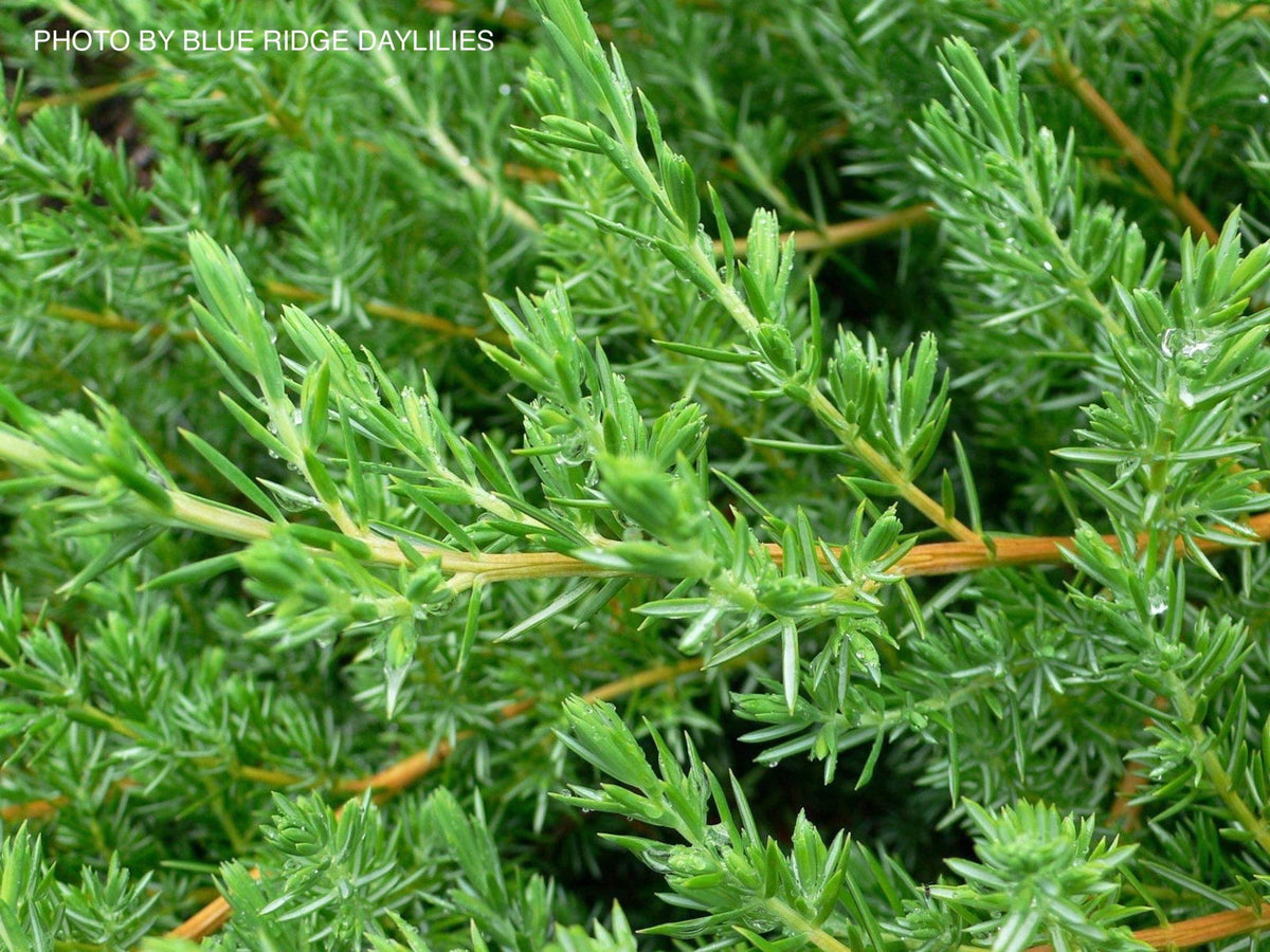 Buy Juniperus rigida conferta 'Blue Pacific' Shore Juniper — Mr Maple ...