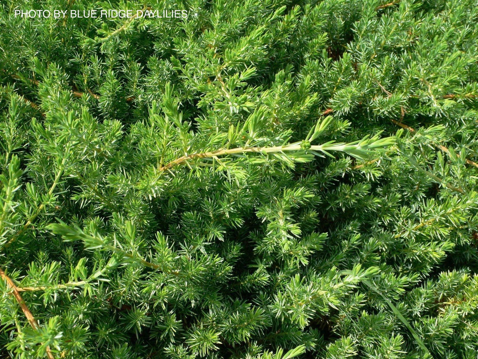 Buy Juniperus rigida conferta 'Blue Pacific' Shore Juniper — Mr Maple ...