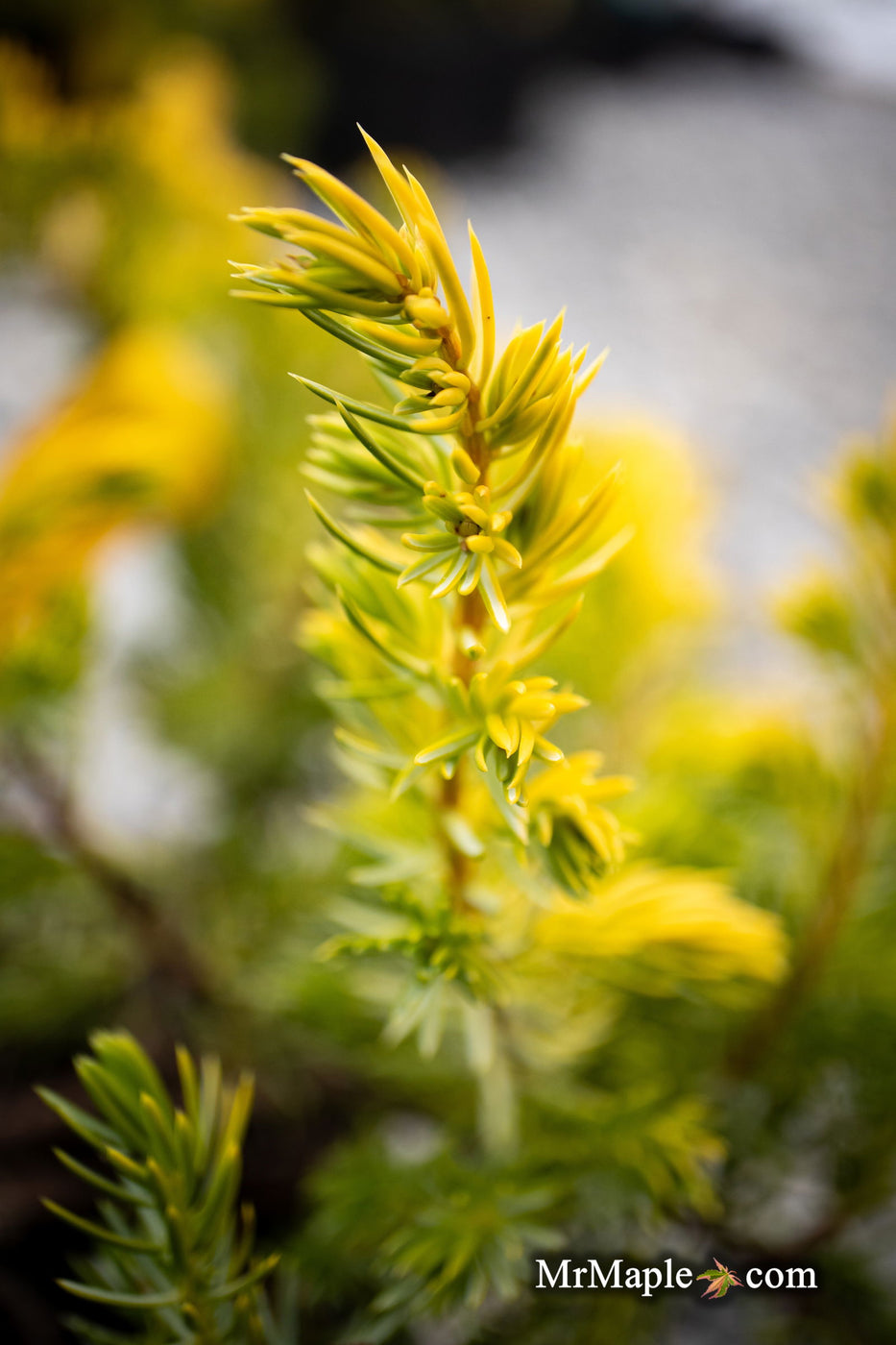 Buy Juniperus rigida conferta 'Golden Pacific' ™ Shore Juniper — Mr ...