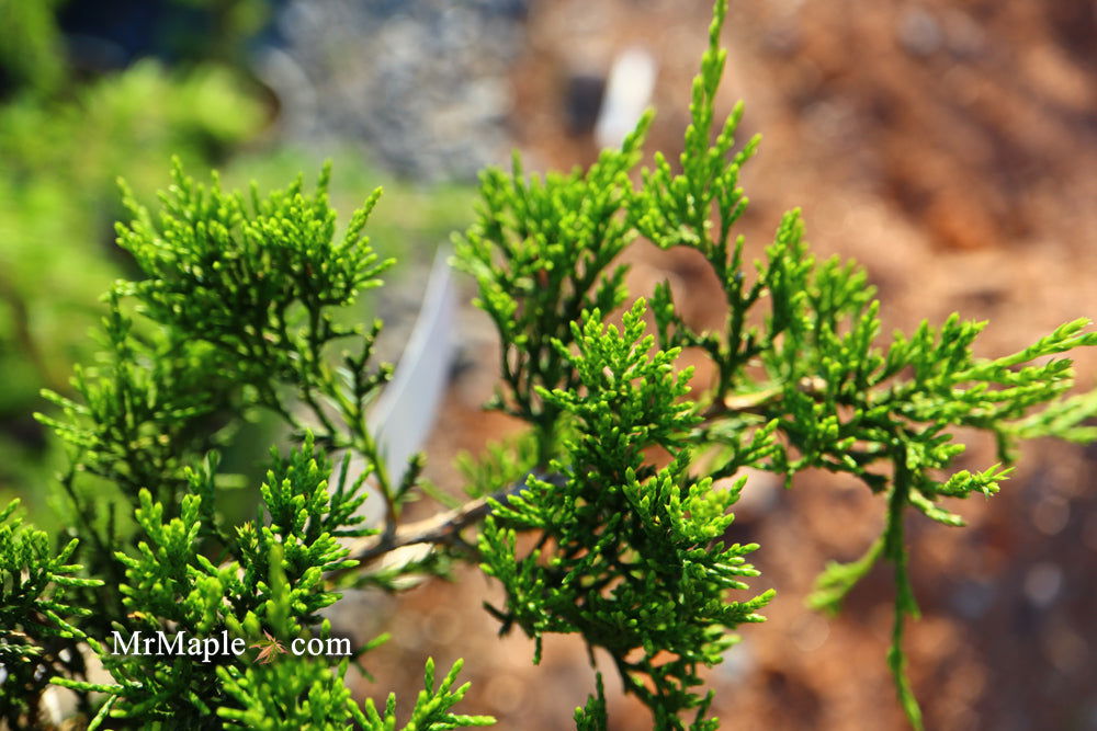 Buy Juniperus virginiana 'Emerald Sentinel' Eastern Red Cedar — Mr ...