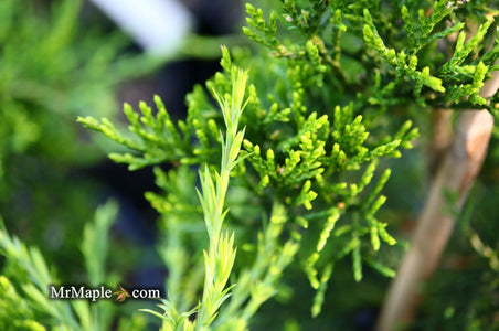Buy Juniperus virginiana 'Emerald Sentinel' Eastern Red Cedar — Mr ...