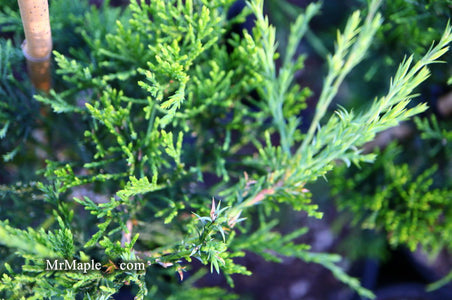 Buy Juniperus virginiana 'Emerald Sentinel' Eastern Red Cedar — Mr ...