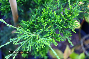 Buy Juniperus virginiana 'Emerald Sentinel' Eastern Red Cedar — Mr ...