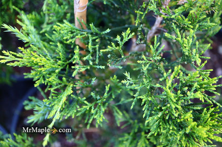 Buy Juniperus virginiana 'Emerald Sentinel' Eastern Red Cedar — Mr ...