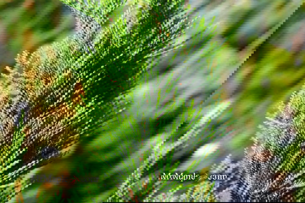 Idyllwild Western Red Cedar Tree Product 100996 228x228.jpg