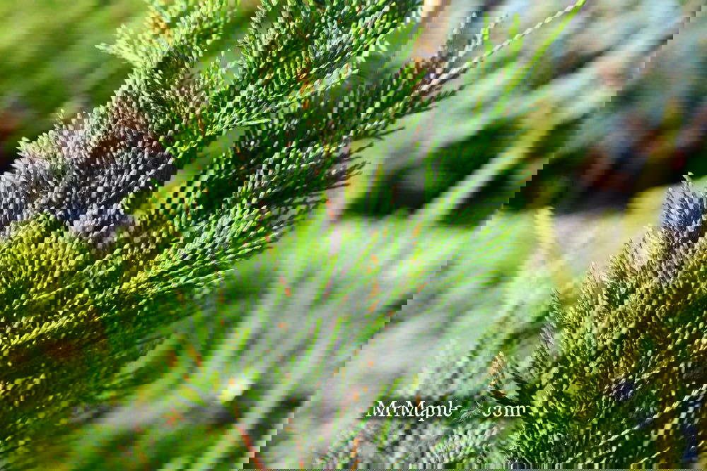 Buy Juniperus virginiana 'Idyllwild' Eastern Red Cedar — Mr Maple │ Buy ...