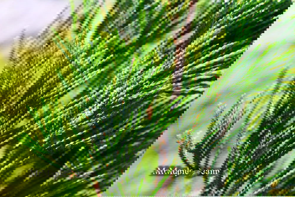 Buy Juniperus virginiana 'Idyllwild' Eastern Red Cedar — Mr Maple │ Buy ...