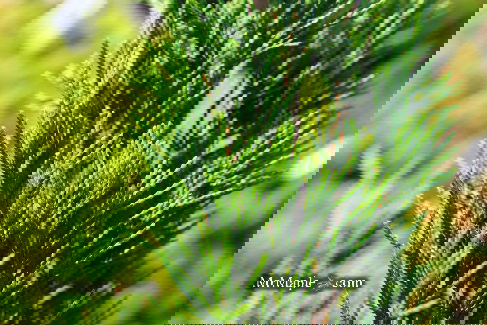 Buy Juniperus virginiana 'Idyllwild' Eastern Red Cedar — Mr Maple │ Buy ...