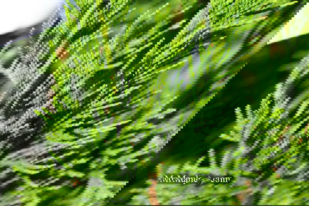 Idyllwild Western Red Cedar Tree Product 100996 228x228.jpg