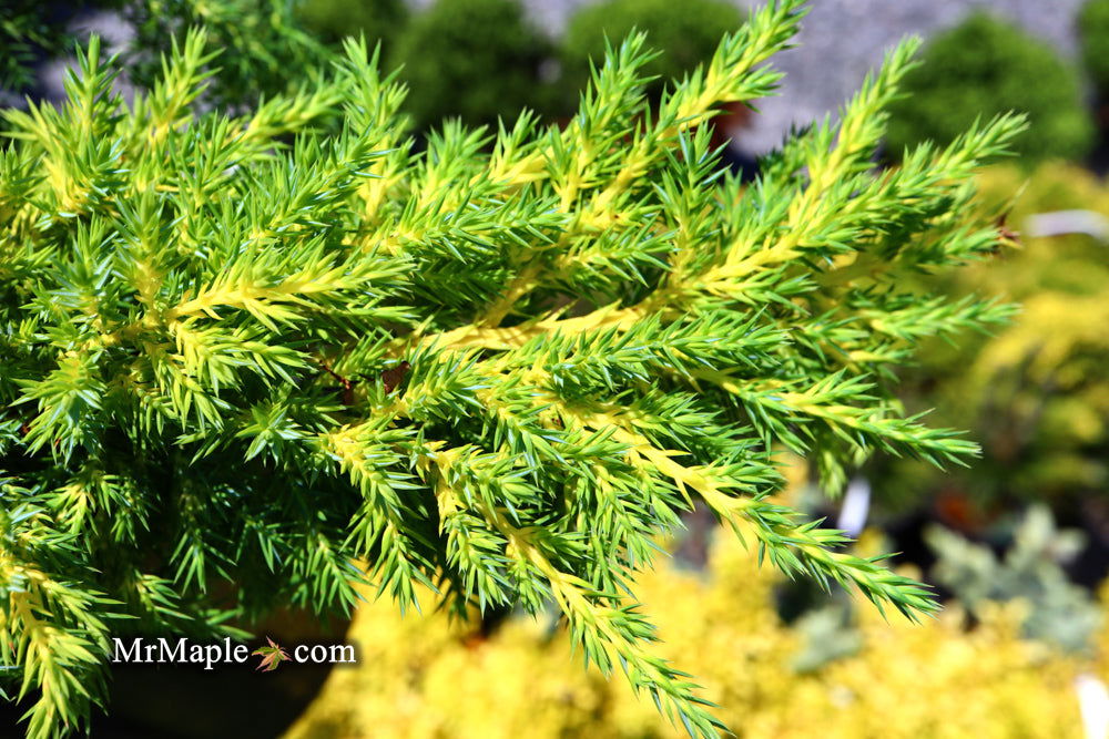 Buy Juniperus × pfitzeriana ‘Daub’s Frosted’ Golden Juniper — Mr Maple ...
