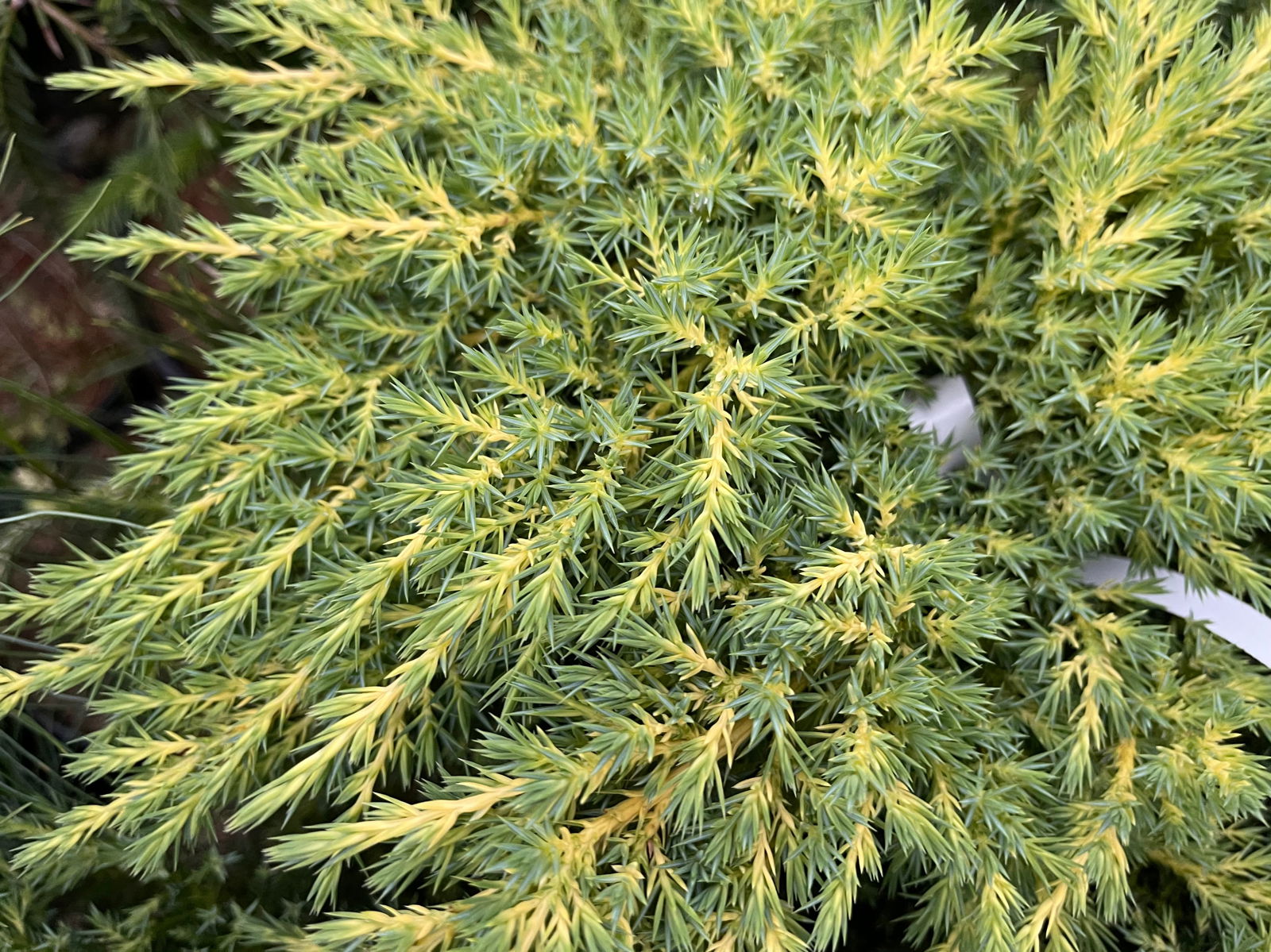 Buy Juniperus × pfitzeriana ‘Daub’s Frosted’ Golden Juniper — Mr Maple ...