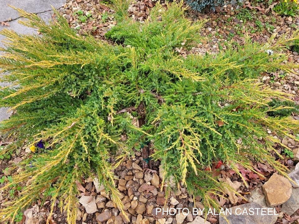 Buy Juniperus × pfitzeriana ‘Daub’s Frosted’ Golden Juniper — Mr Maple ...