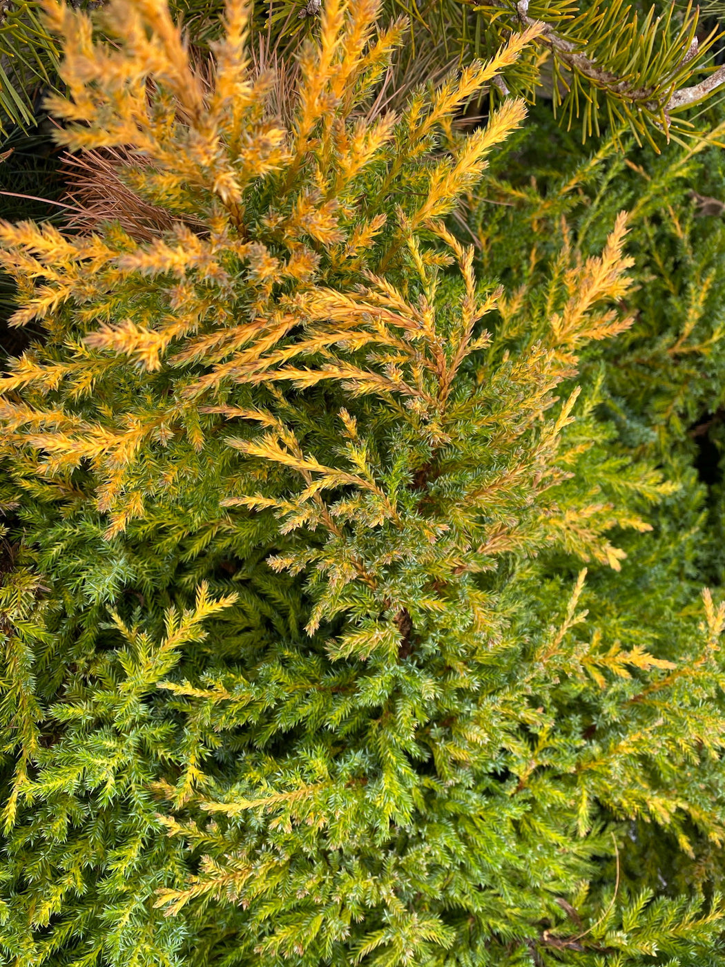 Buy Juniperus × pfitzeriana ‘Daub’s Frosted’ Golden Juniper — Mr Maple ...