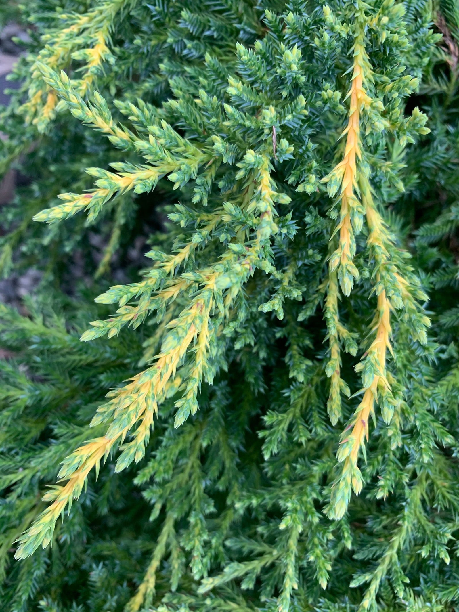 Buy Juniperus × pfitzeriana ‘Daub’s Frosted’ Golden Juniper — Mr Maple ...