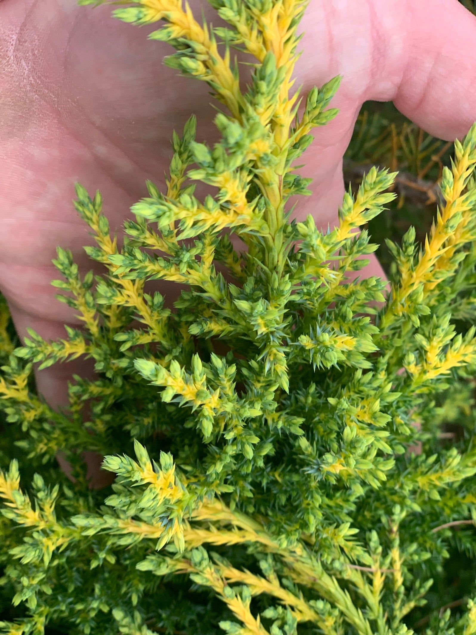 Buy Juniperus × pfitzeriana ‘Daub’s Frosted’ Golden Juniper — Mr Maple ...