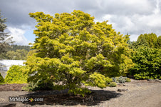 Buy Acer palmatum 'Kamagata' Japanese Maple — Mr Maple │ Buy Japanese ...