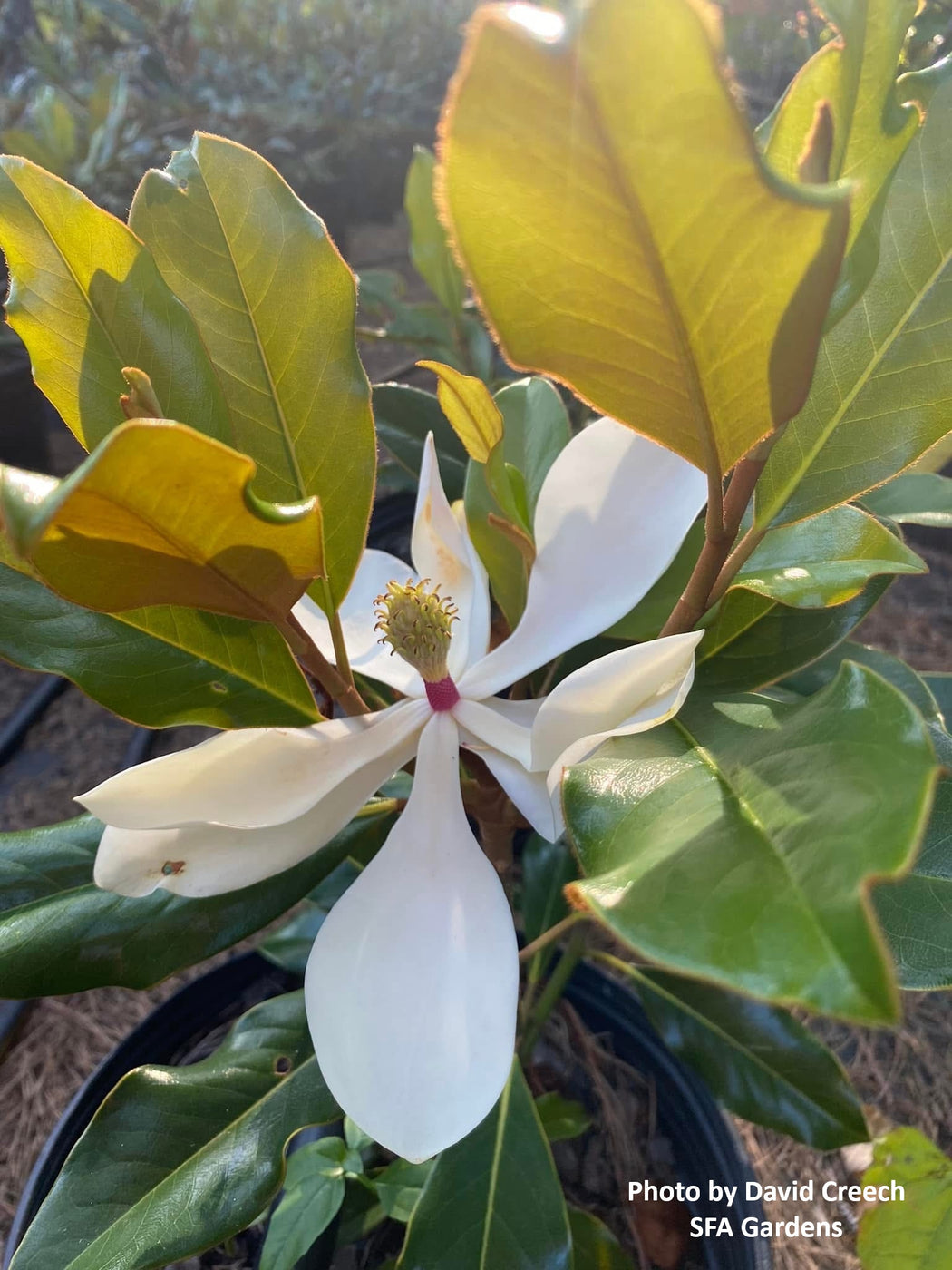 Buy Magnolia 'Elizabeth' Golden Flowering Magnolia — Mr Maple │ Buy ...