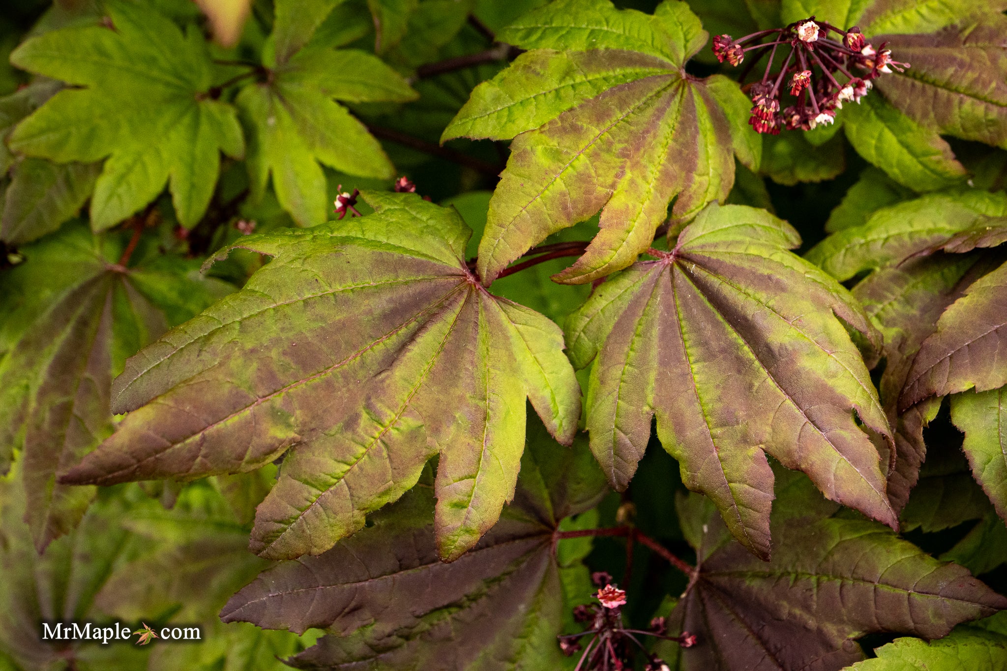 All Available Cultivars — Mr Maple │ Buy Japanese Maple Trees