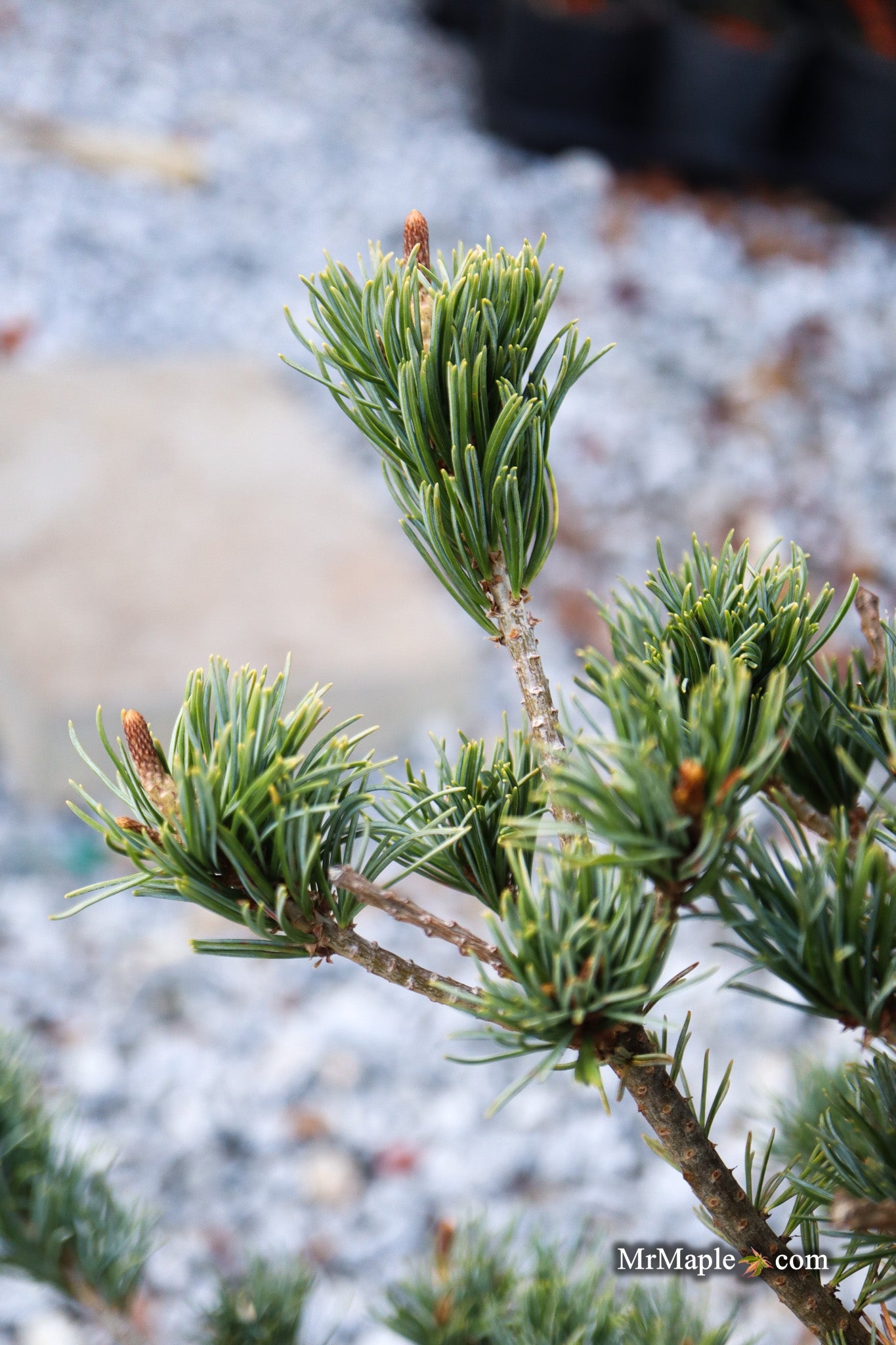 Buy Pinus parviflora 'Baldwin' Dwarf White Pine — Mr Maple │ Buy ...