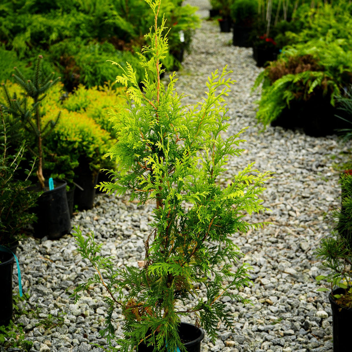 Buy Thuja orientalis 'Kost's Gold' Eastern Arborvitae — Mr Maple │ Buy ...