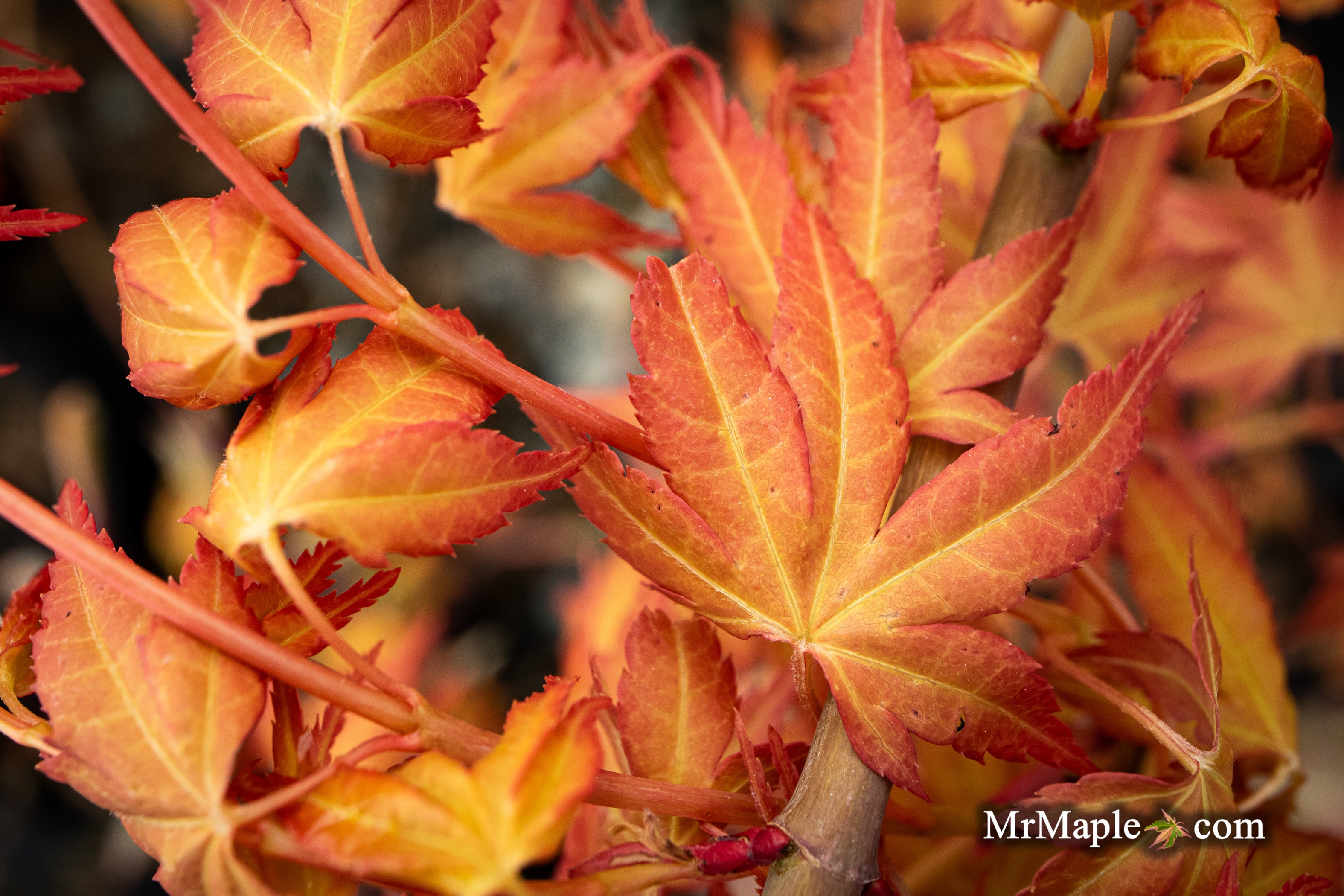 Buy Acer palmatum 'Kristin's Star' Japanese Maple — Mr Maple │ Buy ...
