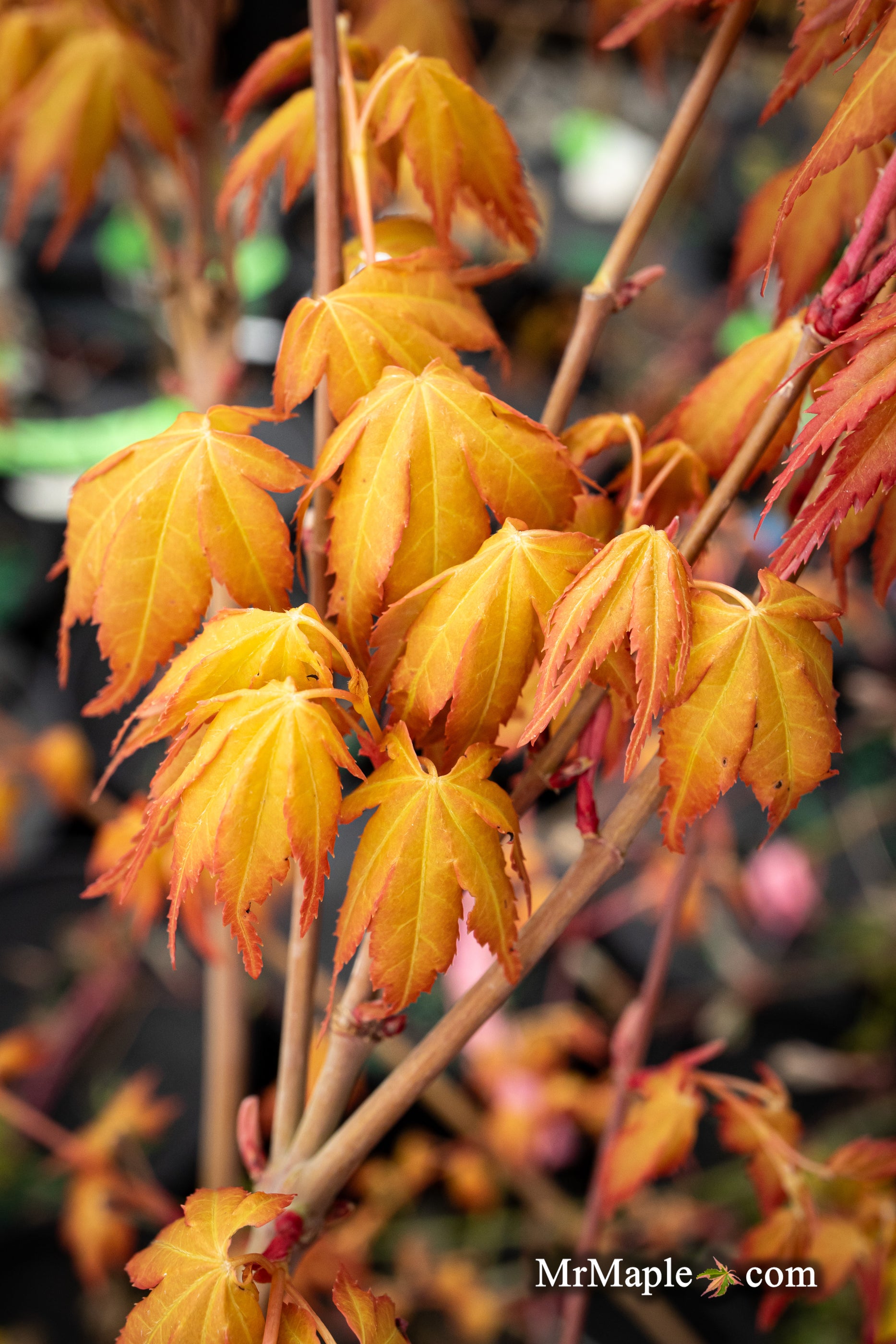 Buy Acer palmatum 'Kristin's Star' Japanese Maple — Mr Maple │ Buy ...