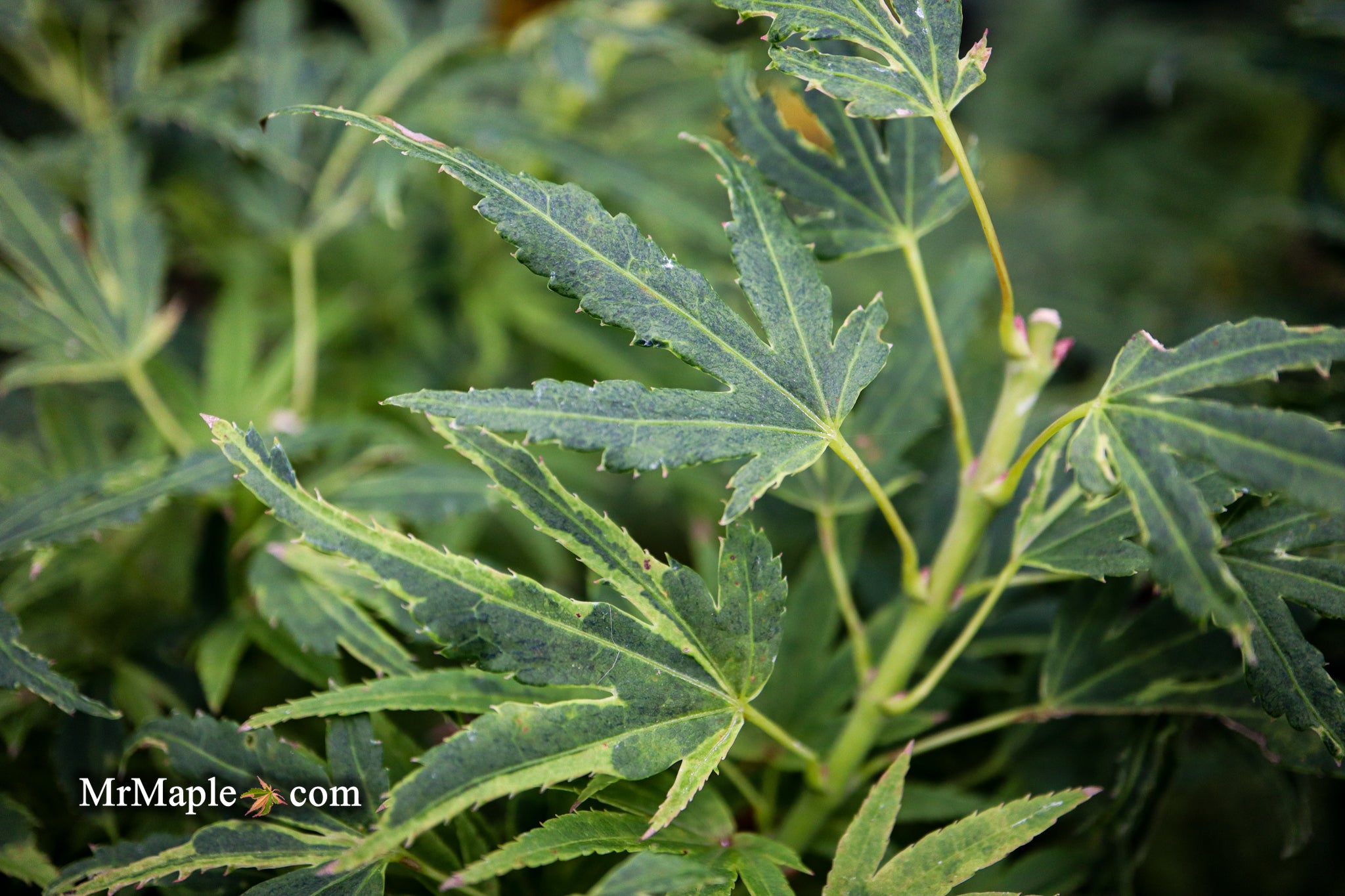 Acer palmatum Kryptonite™ Japanese Maple — Mr Maple │ Buy Japanese ...