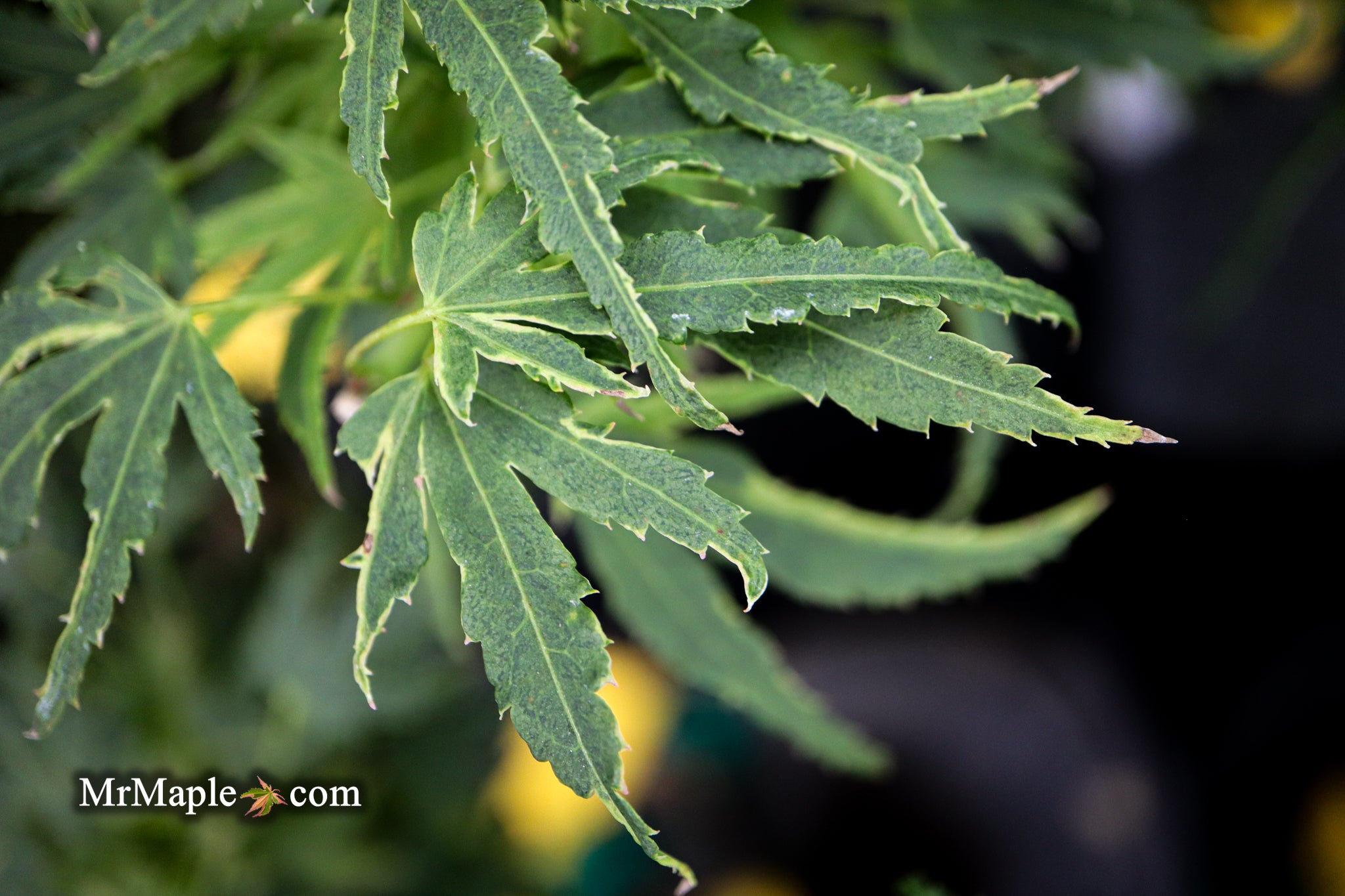 Acer palmatum Kryptonite™ Japanese Maple — Mr Maple │ Buy Japanese ...