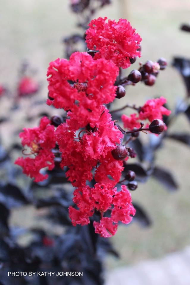 Buy Lagerstroemia 'Ebony Embers' Red Flowering Crepe Myrtle — Mr Maple ...