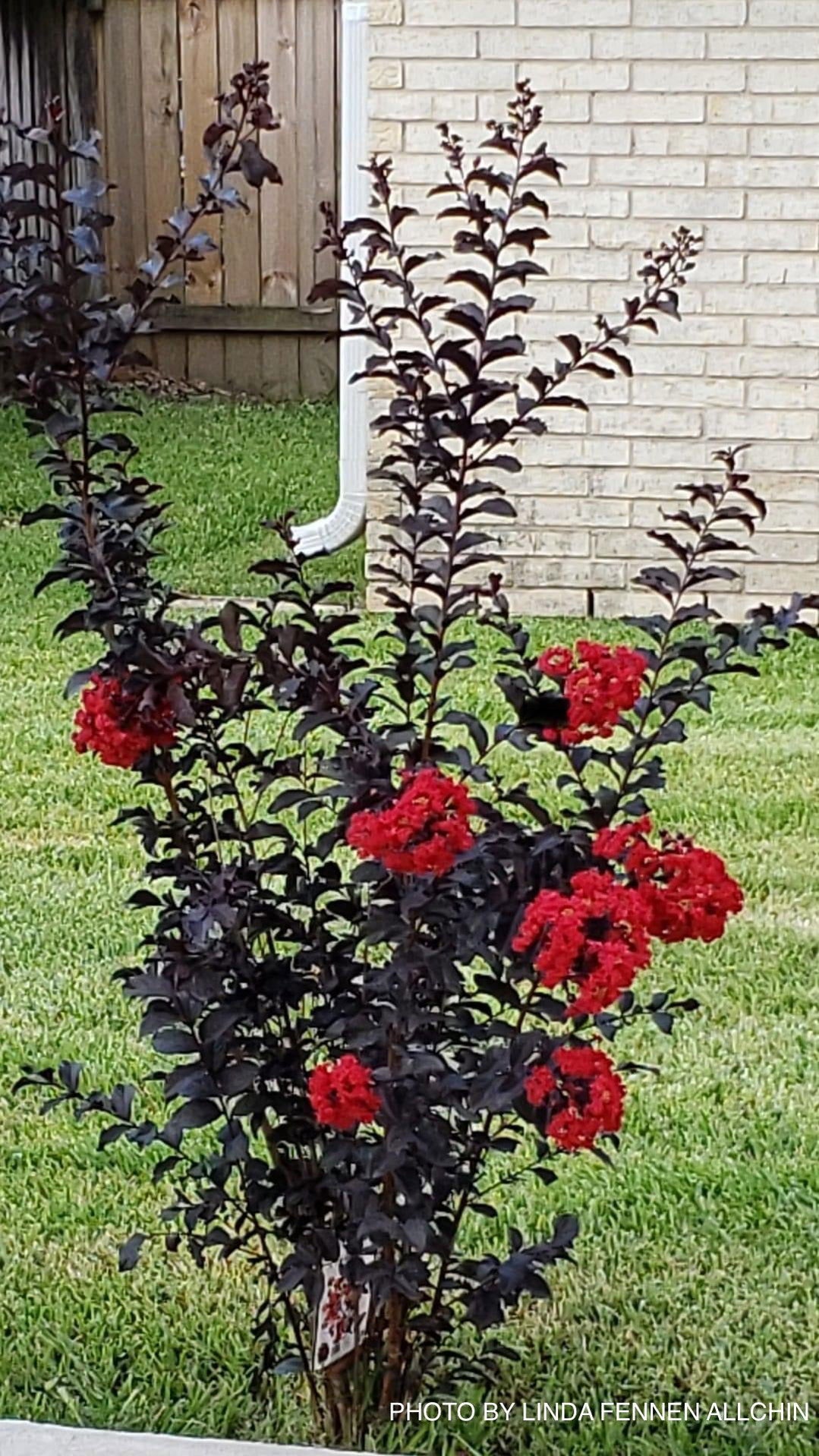 Buy Lagerstroemia 'Ebony Embers' Red Flowering Crepe Myrtle — Mr Maple ...