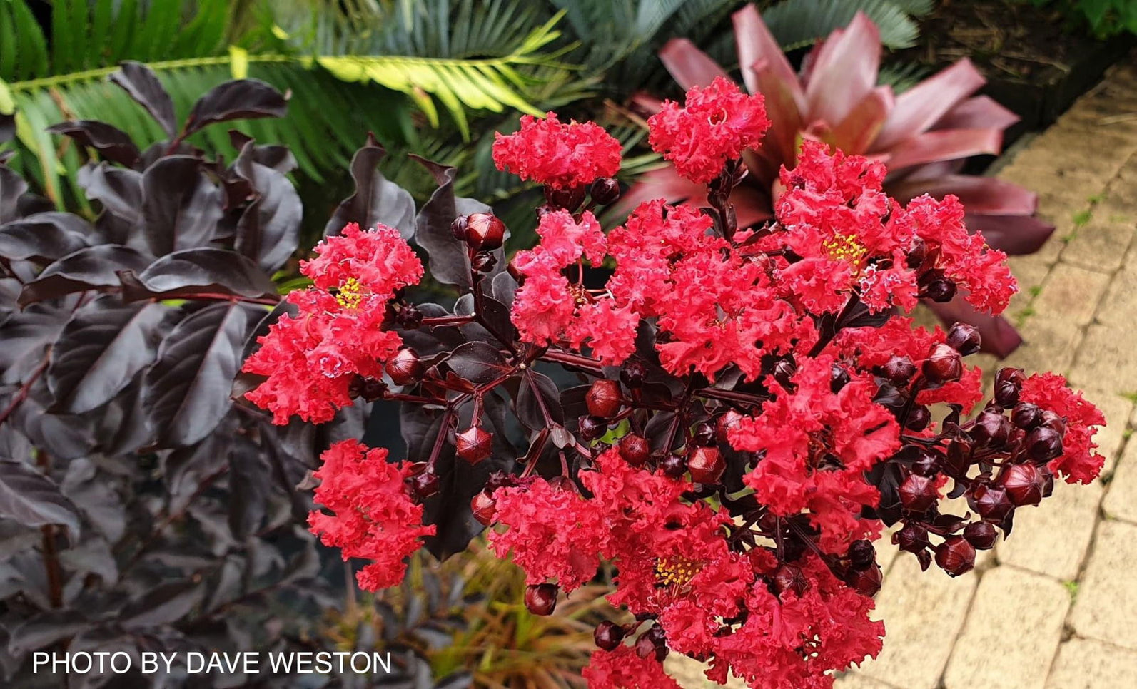 Buy Lagerstroemia 'Ebony Fire' Red Purple Flowering Crepe Myrtle — Mr ...