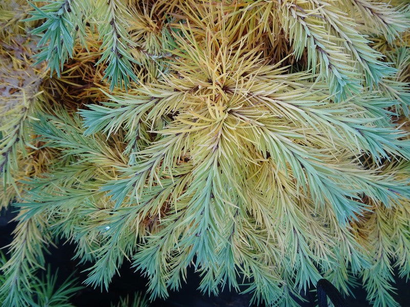 Larix Kaempferi 'Peve Tunnis' Rare Japanese Larch — Mr Maple │ Buy ...