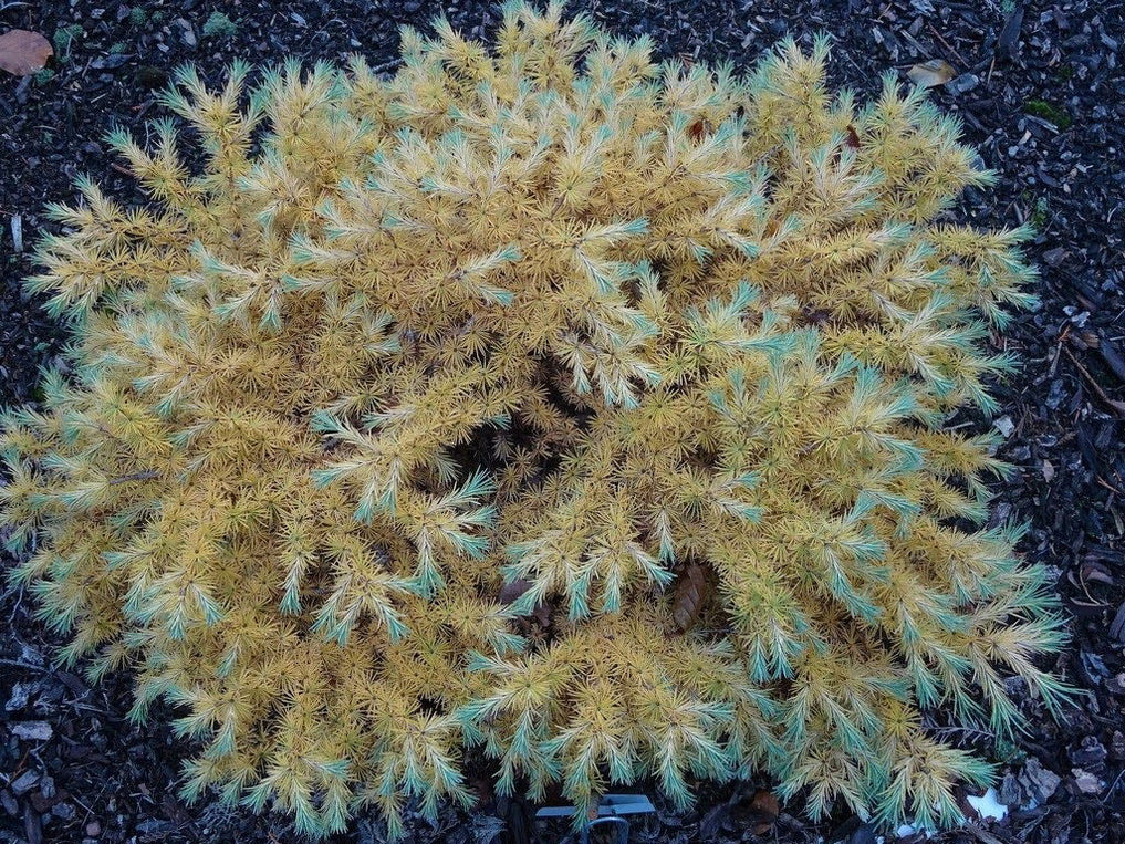 Larix Kaempferi 'Peve Tunnis' Rare Japanese Larch — Mr Maple │ Buy ...