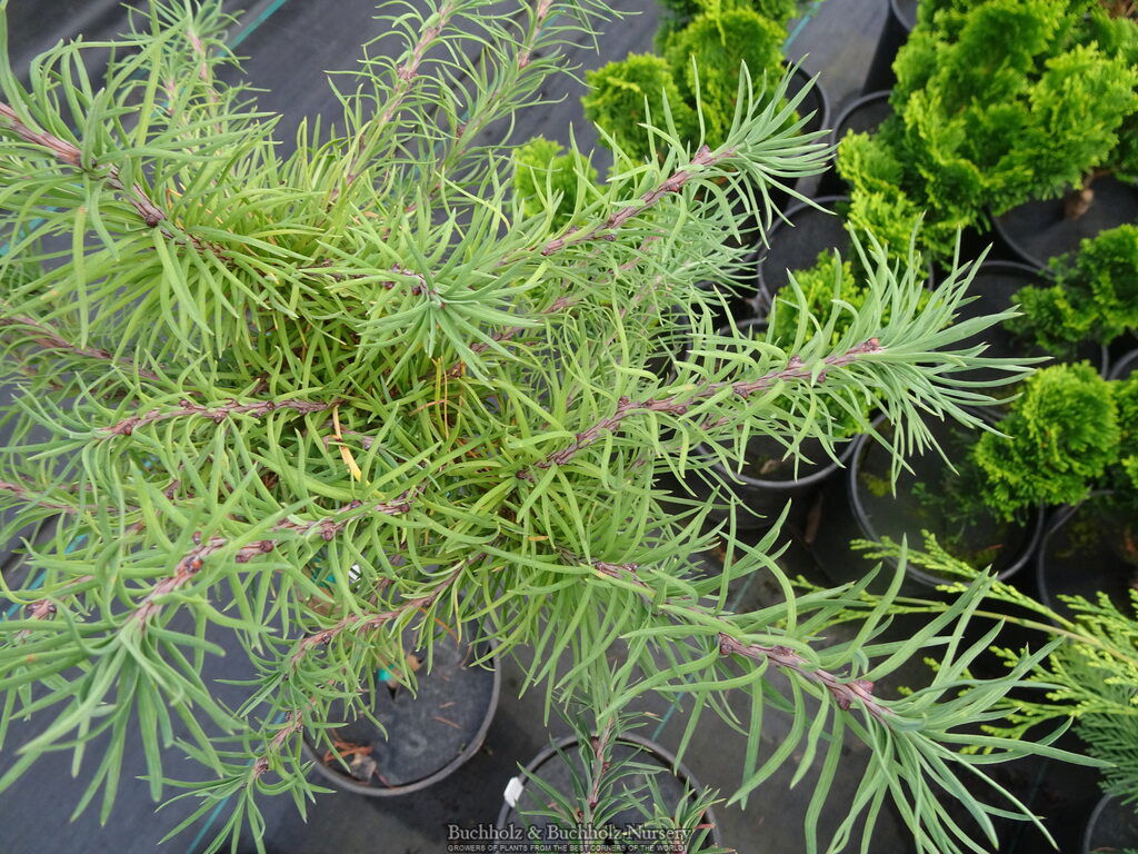 Buy Larix kaempferi 'Twisted Sister' Rare Japanese Larch — Mr Maple ...