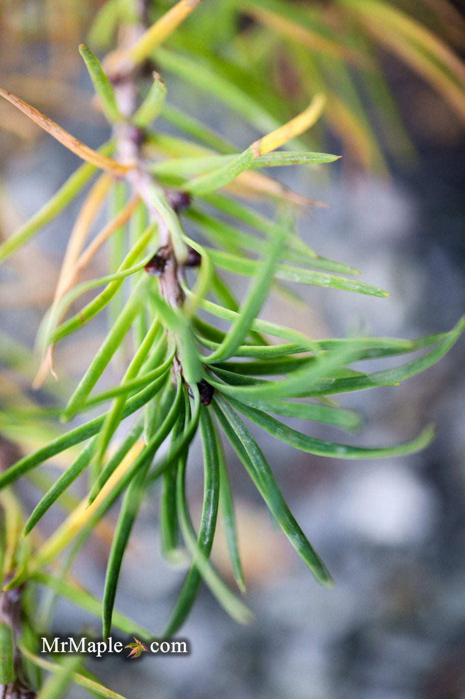 Buy Larix kaempferi 'Twisted Sister' Rare Japanese Larch — Mr Maple ...