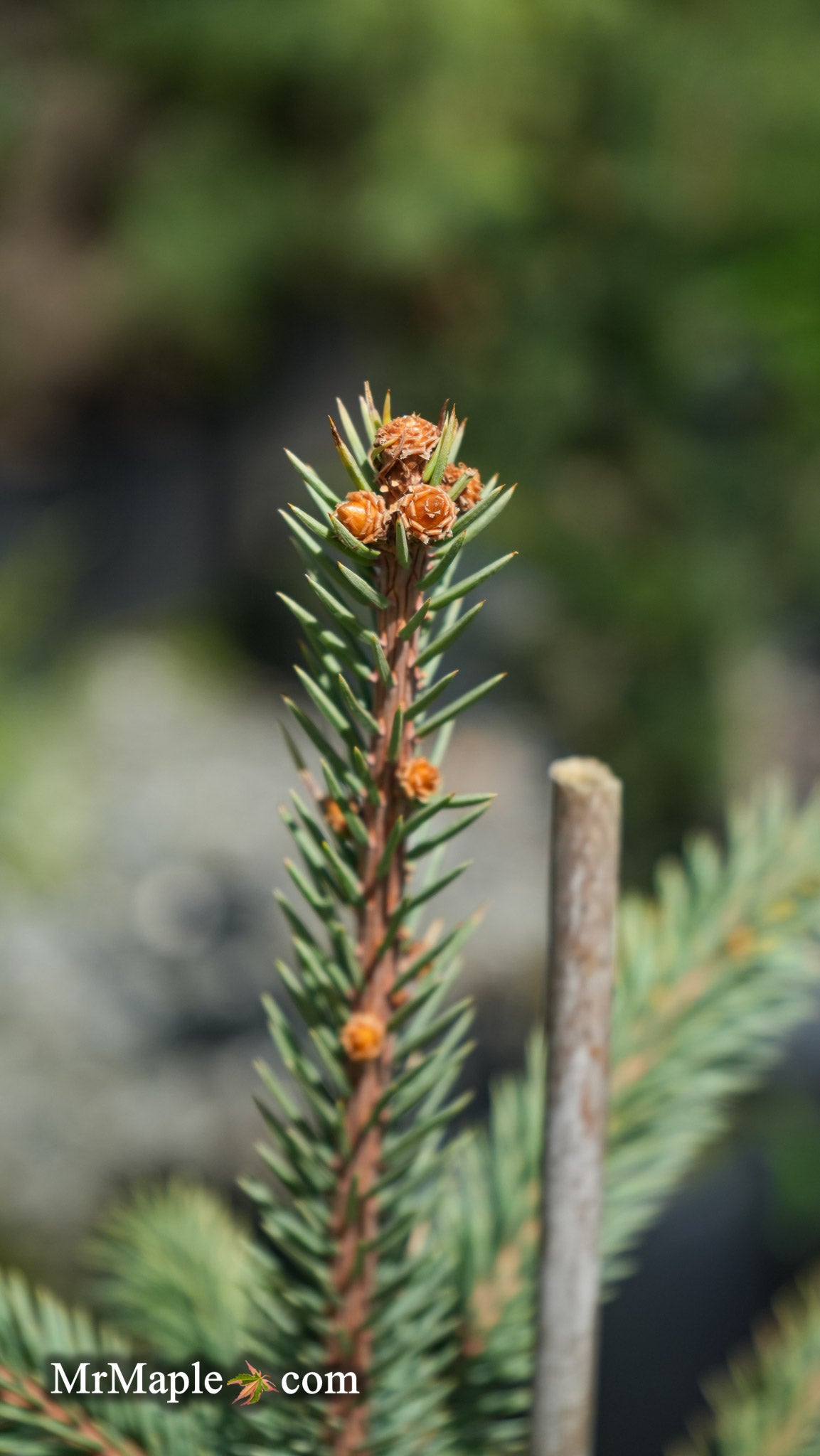 Buy Picea abies 'Lemonade' Rare Norway Spruce — Mr Maple │ Buy Japanese ...