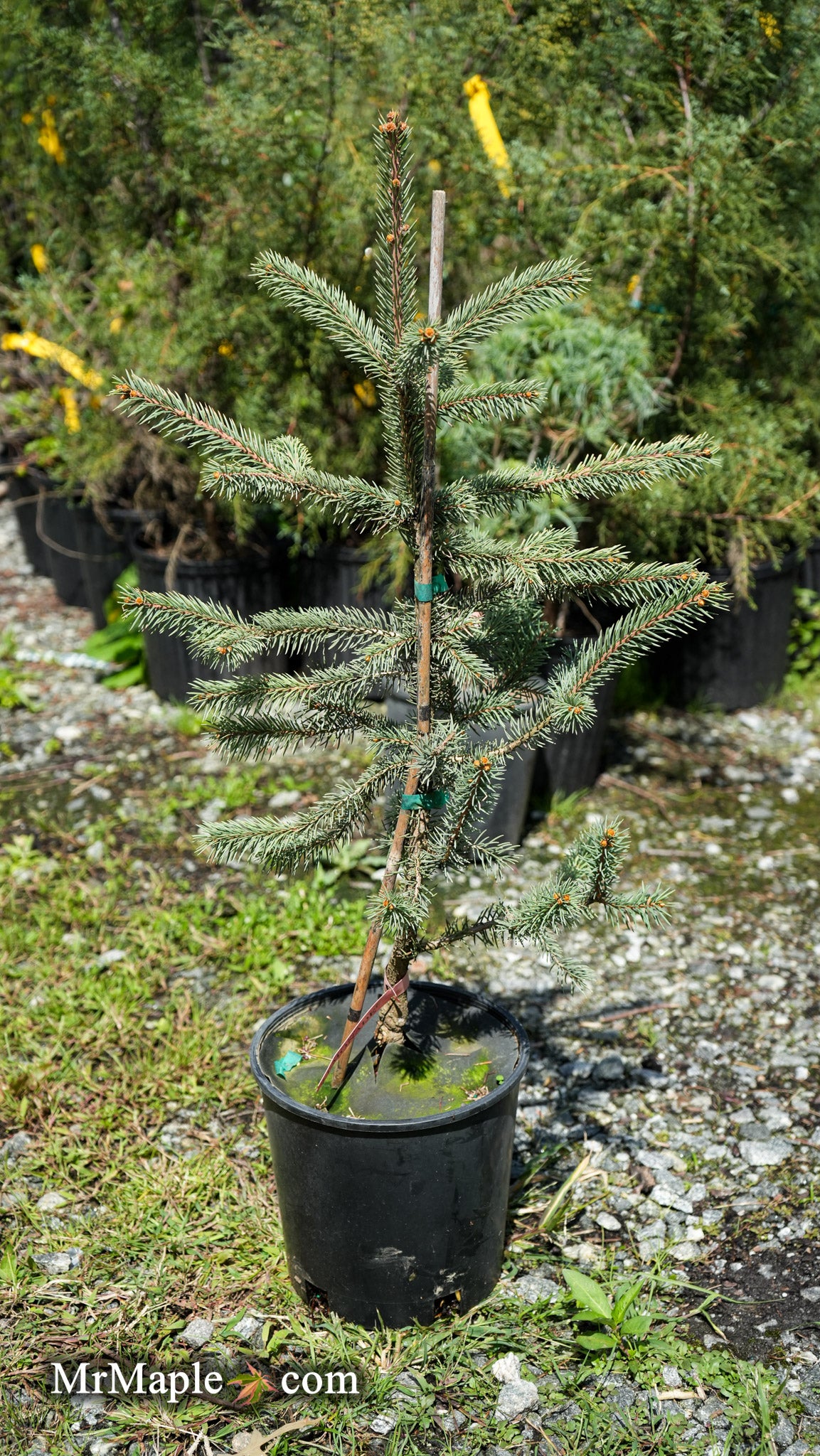 Buy Picea abies 'Lemonade' Rare Norway Spruce — Mr Maple │ Buy Japanese ...