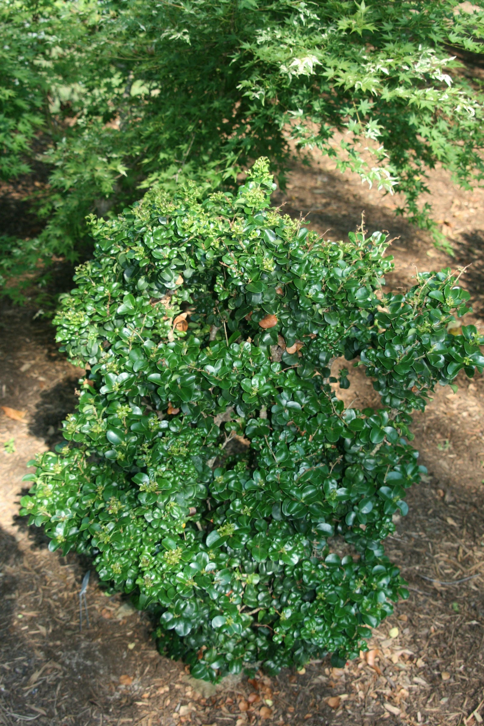 Buy Ligustrum japonicum 'Rotundifolium' Dwarf Curly Leaf Japanese ...
