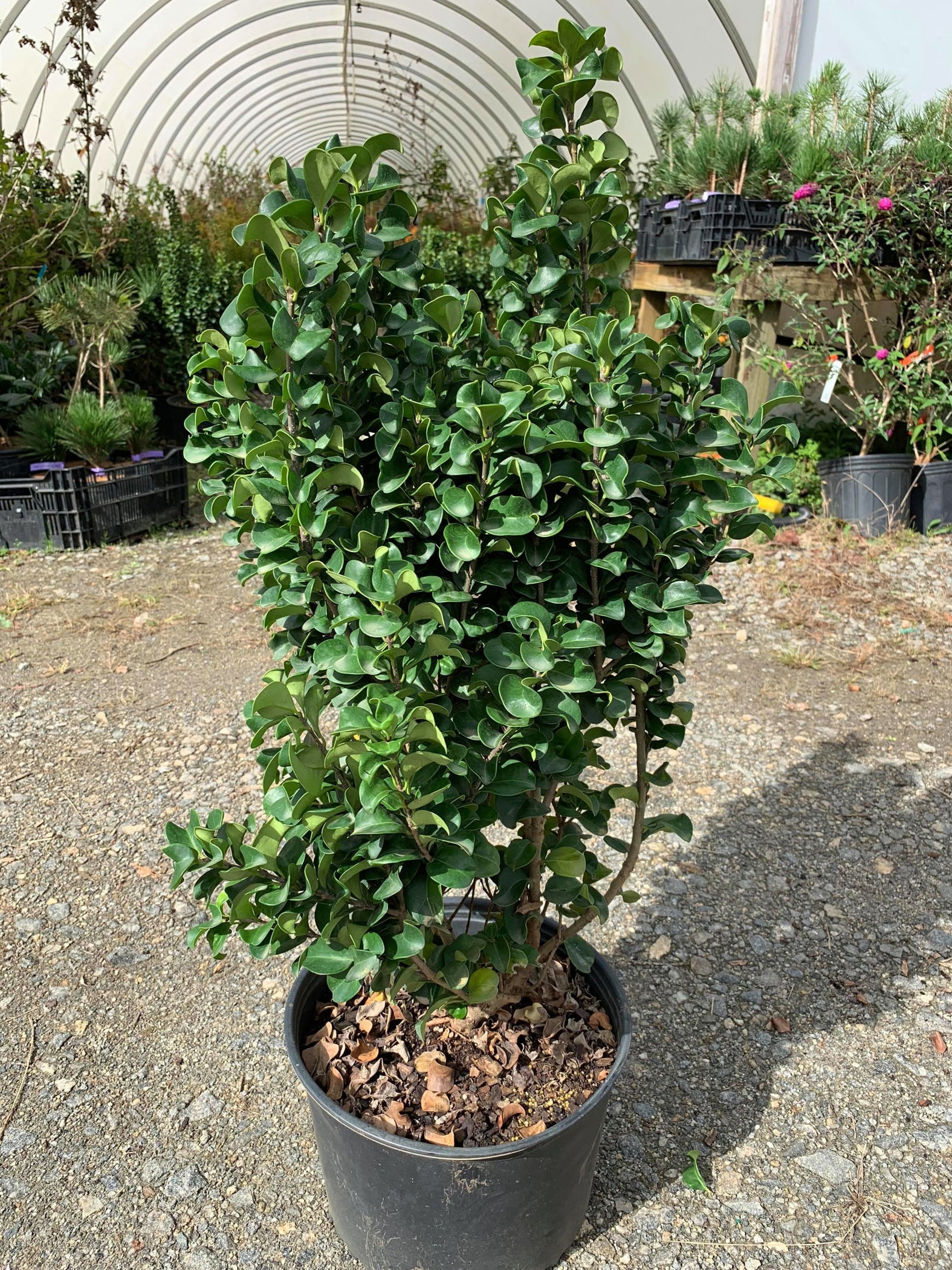 Buy Ligustrum japonicum 'Rotundifolium' Dwarf Curly Leaf Japanese ...