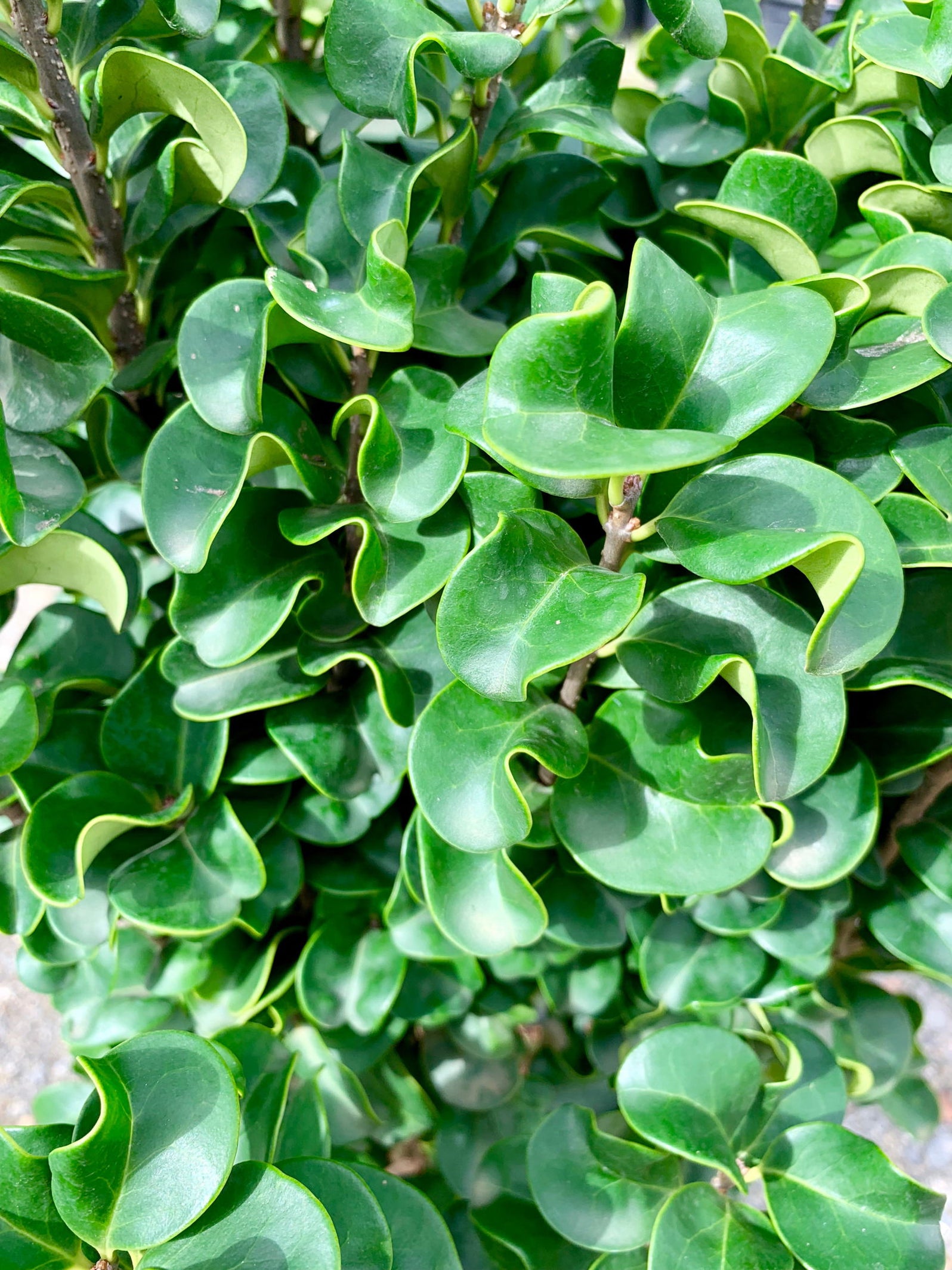 Buy Ligustrum japonicum 'Rotundifolium' Dwarf Curly Leaf Japanese ...