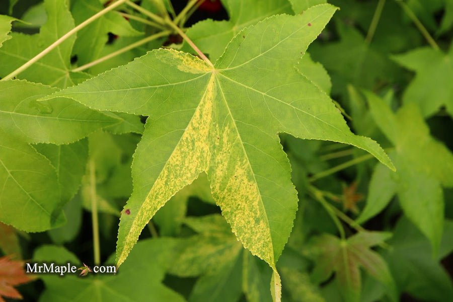 Buy Liquidambar styraciflua 'Gold Dust' Variegated Sweet Gum — Mr Maple ...